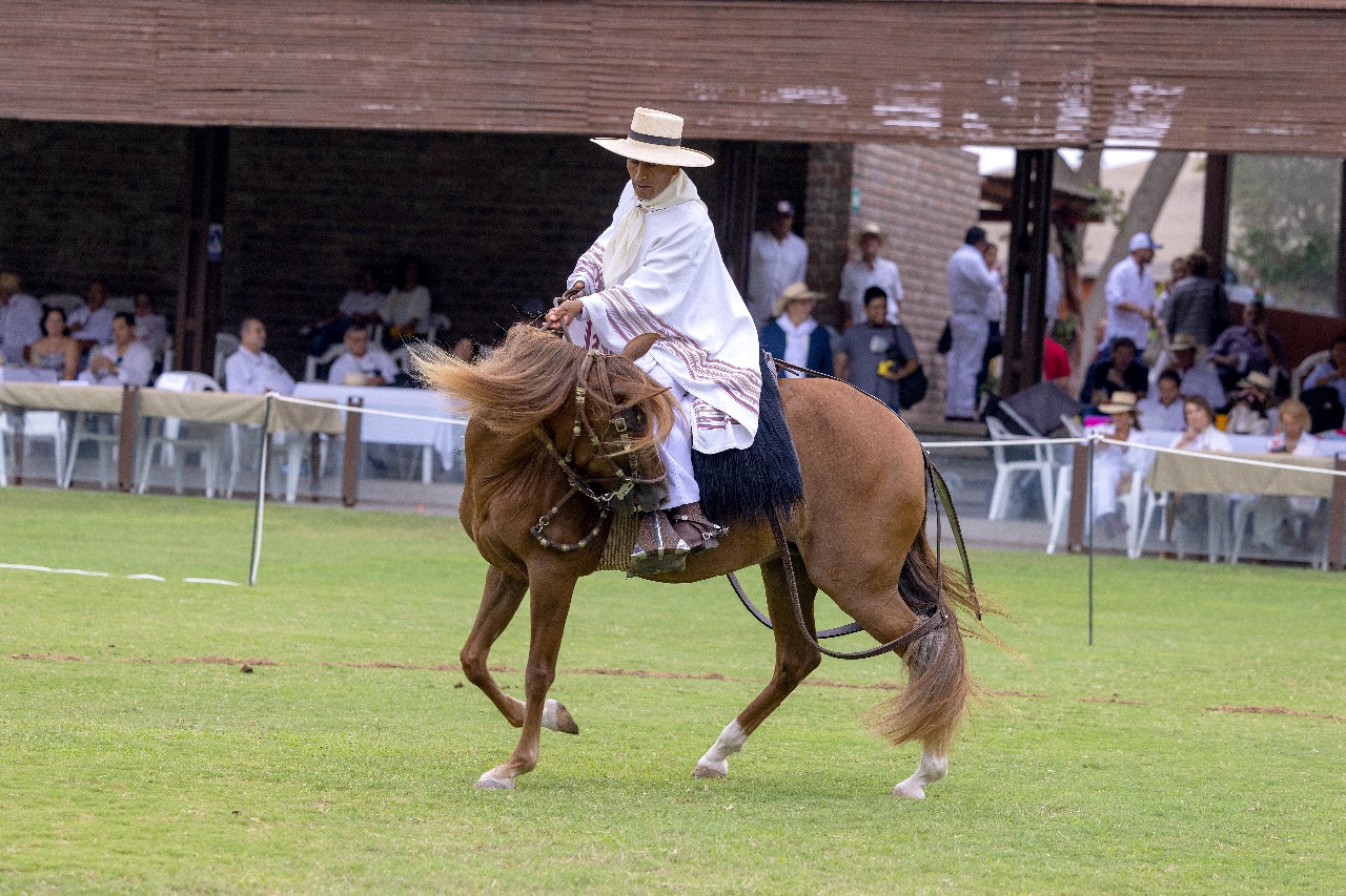 Concurso Nacional Oficial Del Caballo Peruano De Paso - Descubre este lugar turístico en LURIN ...