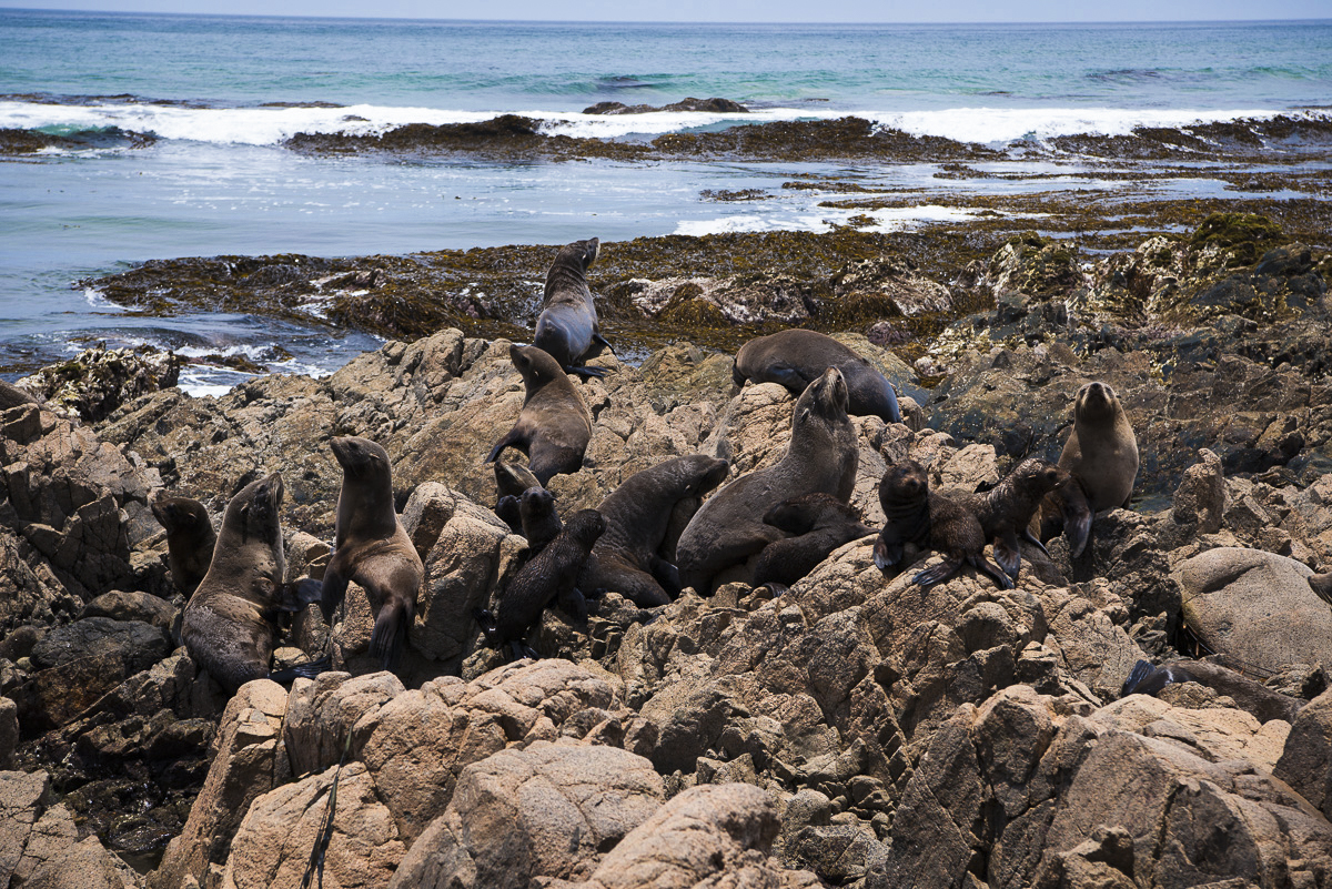 Reserva Nacional De San Fernando - Descubre este lugar turístico en ...
