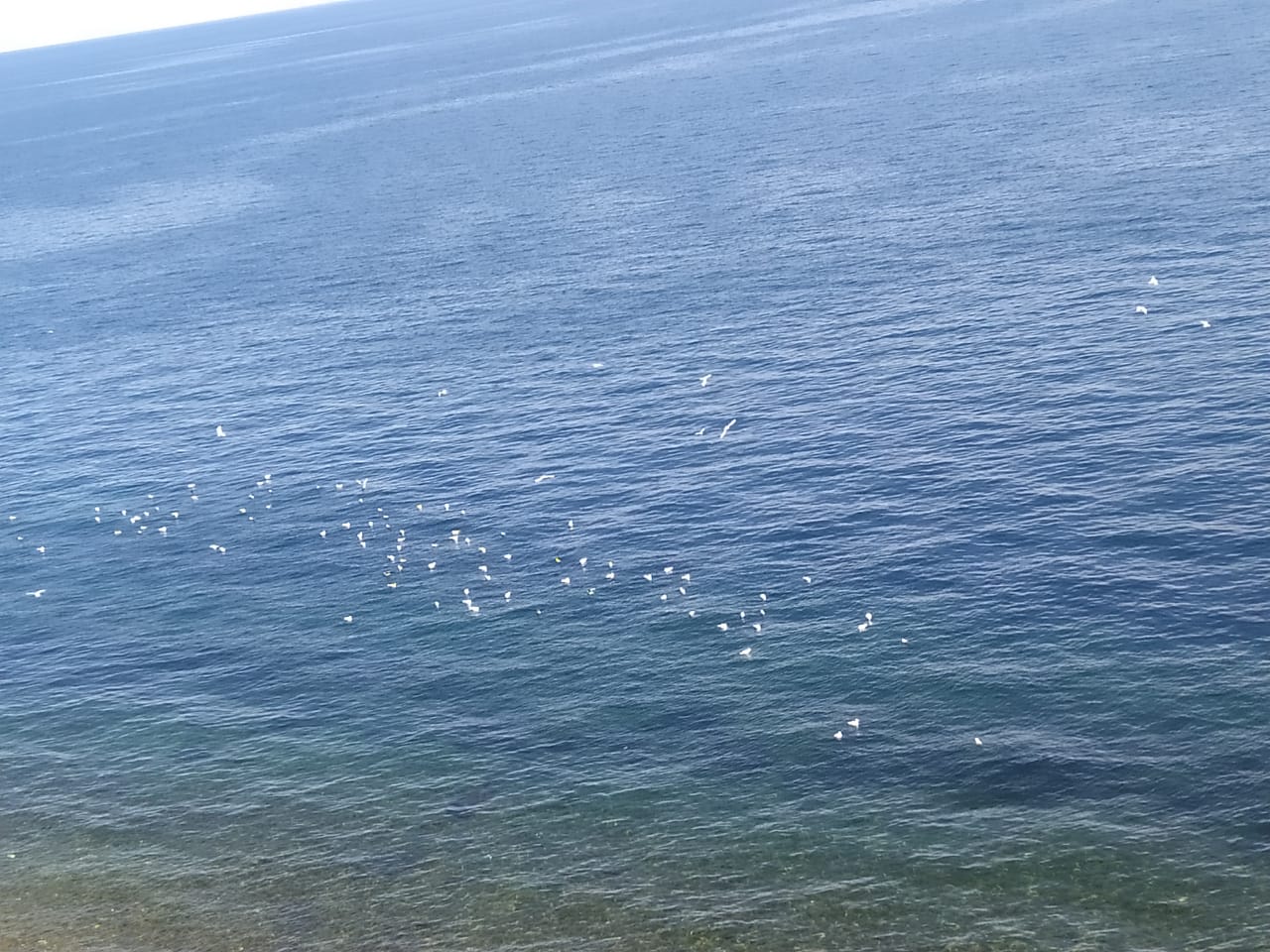 Isla Soto - Turismo en Conima, Puno - Datahub