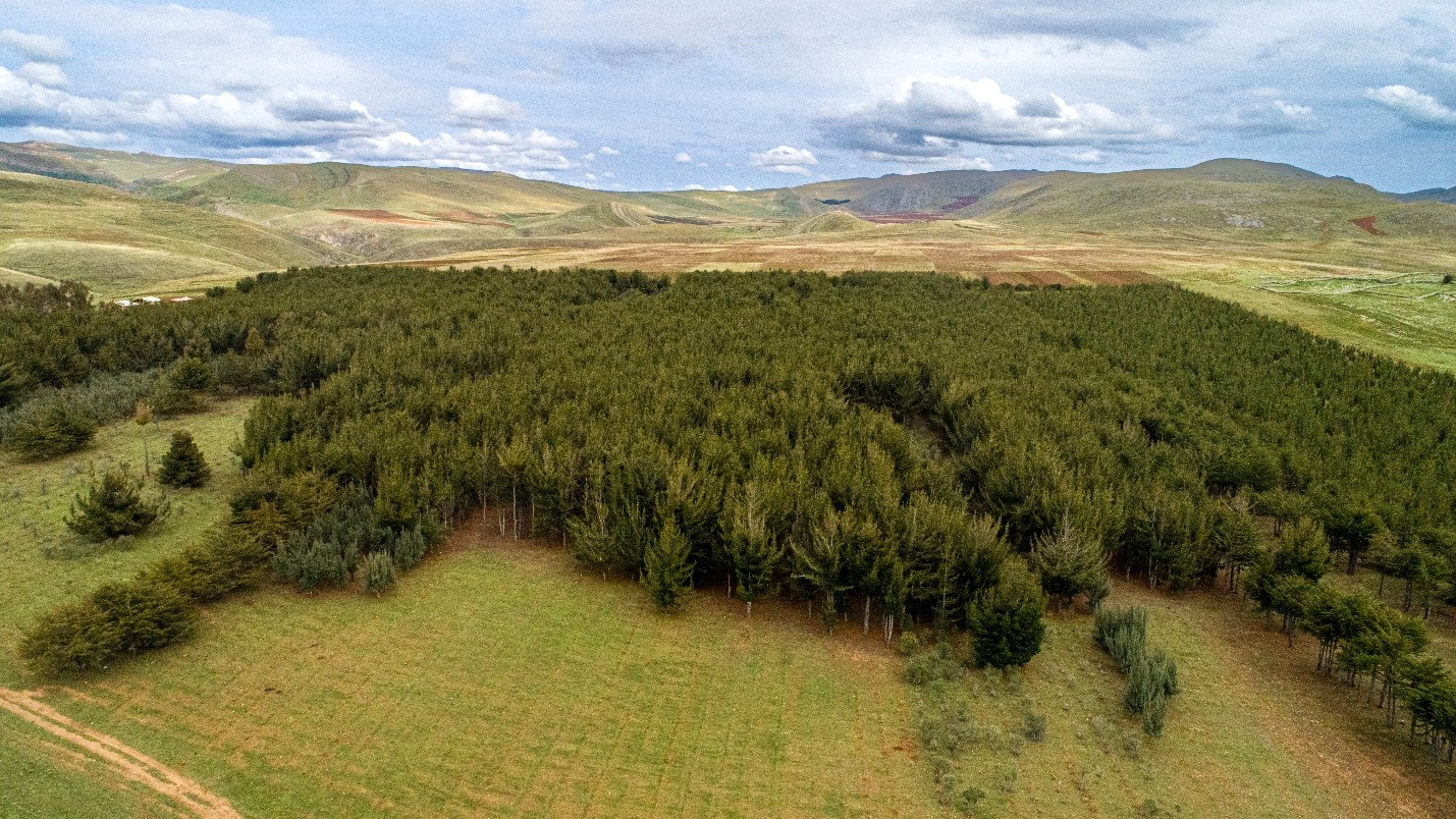 Bosque De Pinos De Casa Blanca De Pomacancha - Turismo en Pomacancha ...